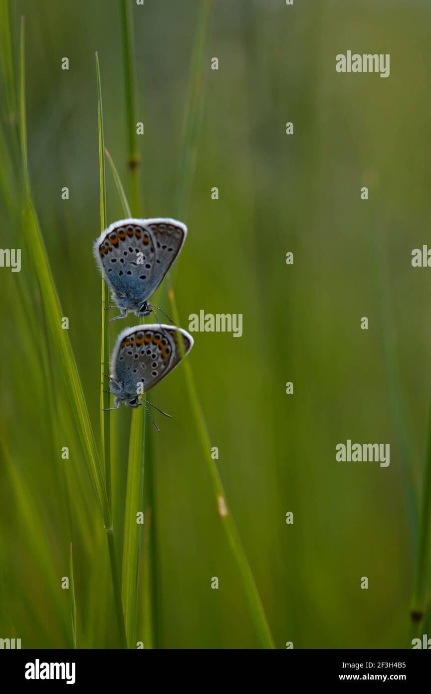 Two common blue butterflies on a plant in nature close up, macro ...