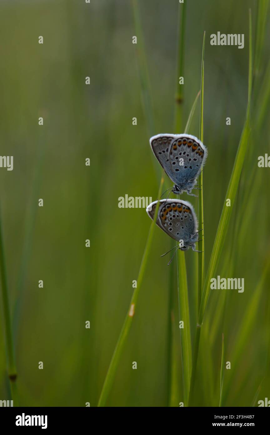 Two common blue butterflies on a plant in nature close up, macro ...