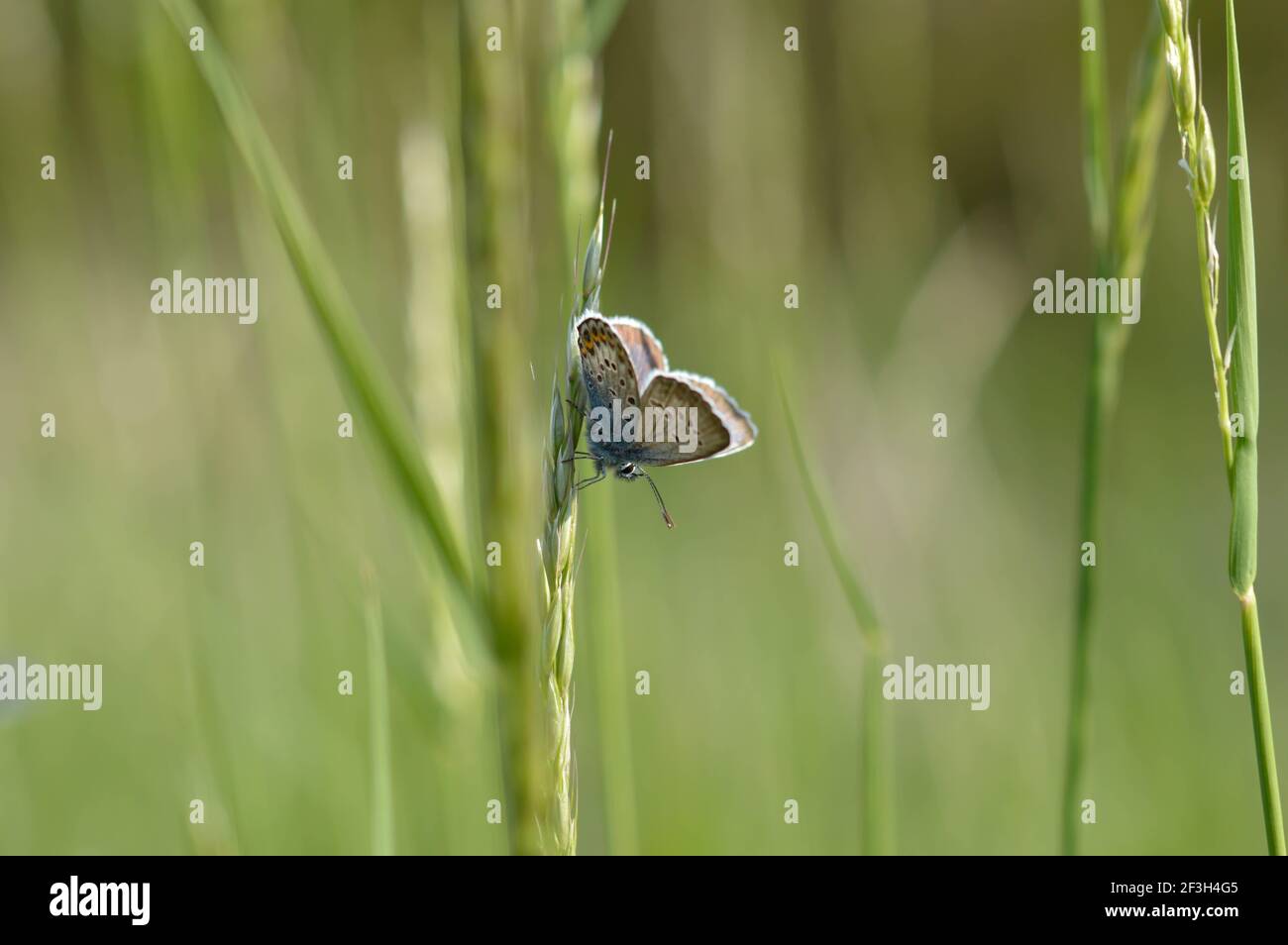 Common Blue small butterfly close up in nature, on a plant closed wings ...