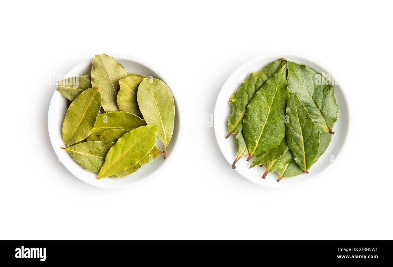 Fresh and dried green bay leaves isolated on white background Stock ...
