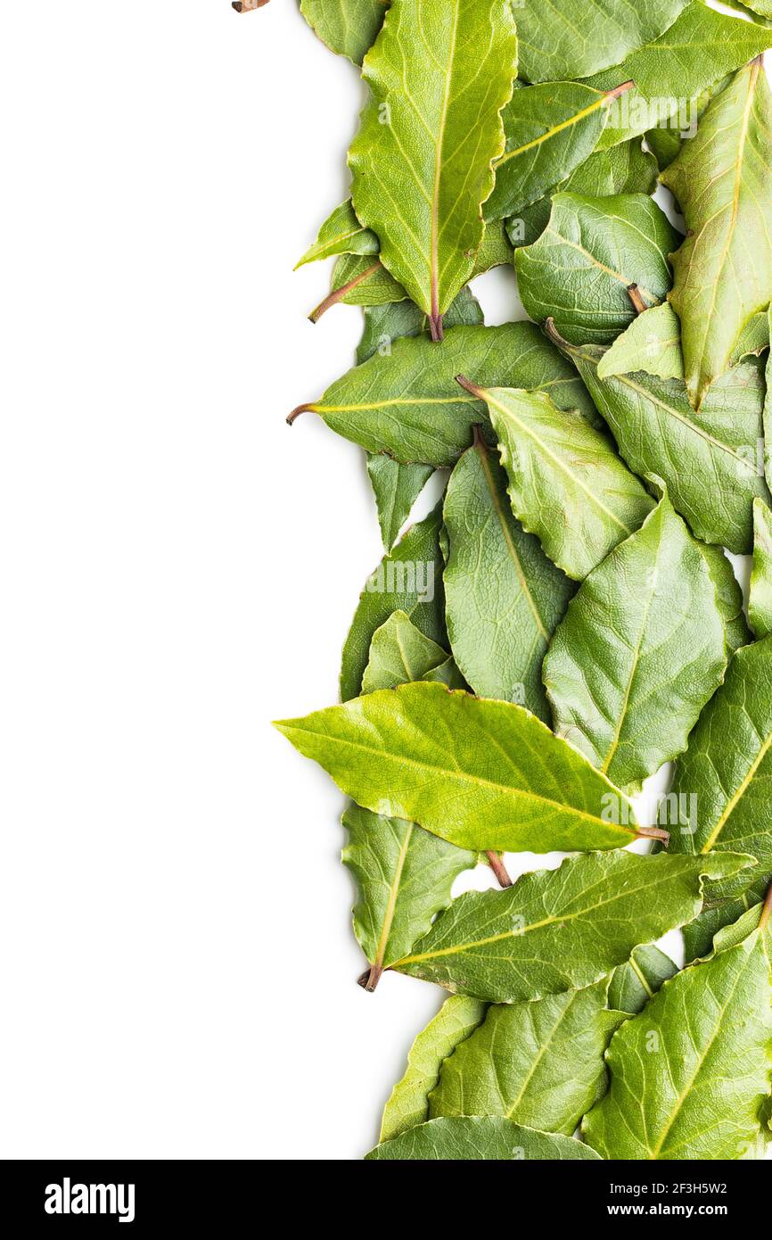 Fresh green bay leaves isolated on white background Stock Photo - Alamy
