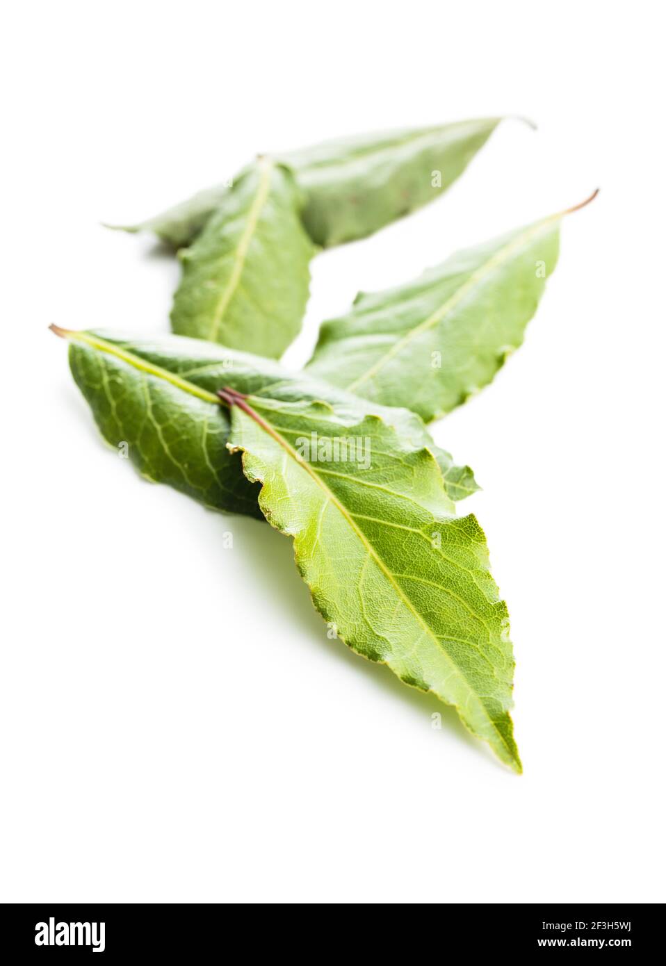Fresh green bay leaves isolated on white background Stock Photo - Alamy