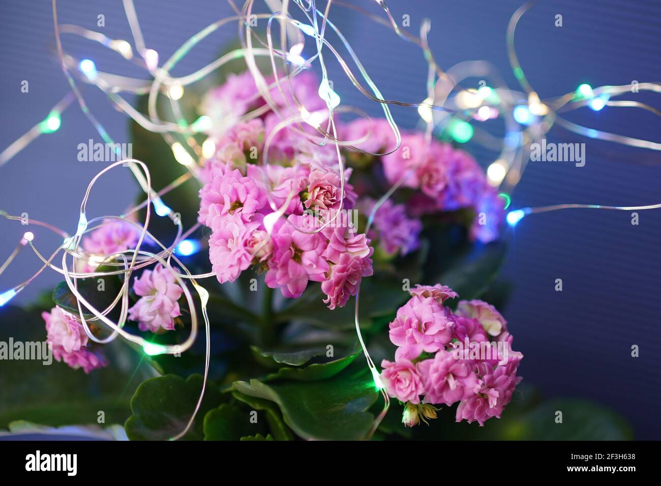 The festive garland glows with blurred bokeh and a flowerpot with a ...