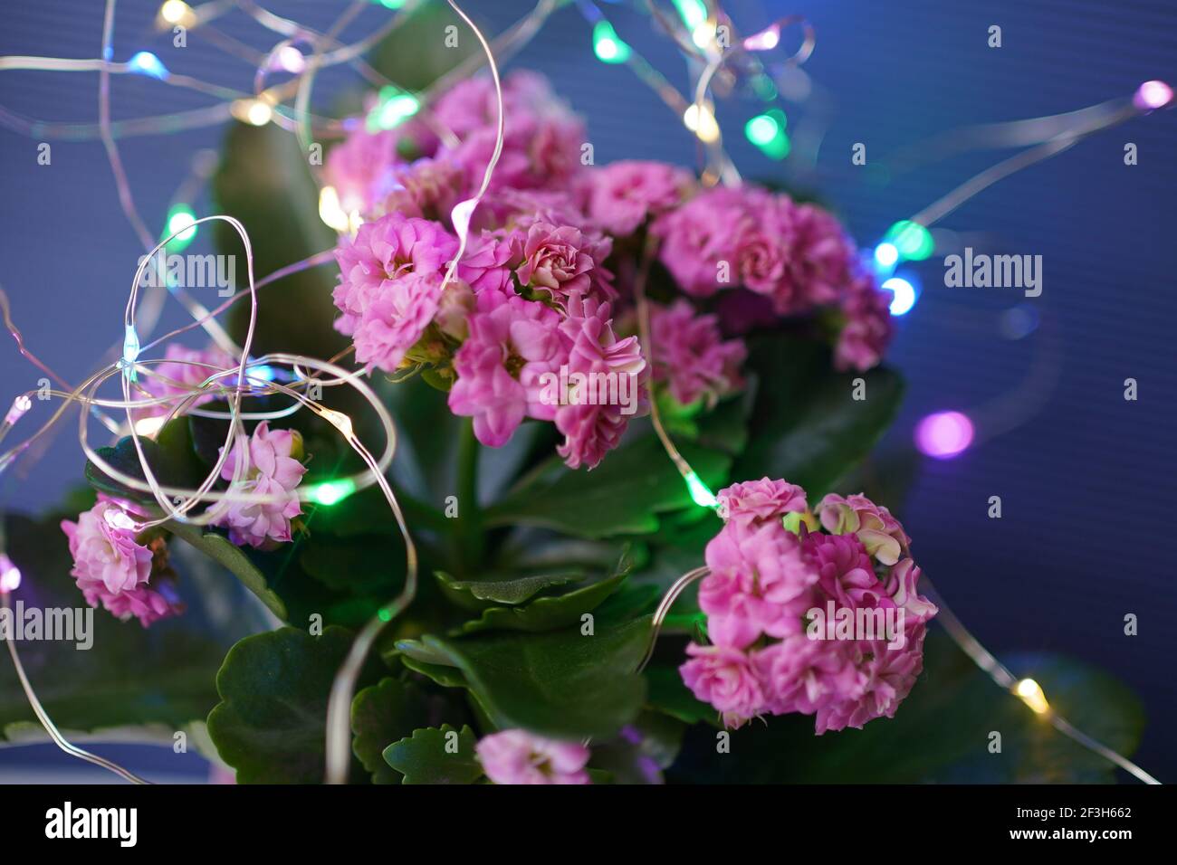 Festive garland glows blurred hi-res stock photography and images - Alamy