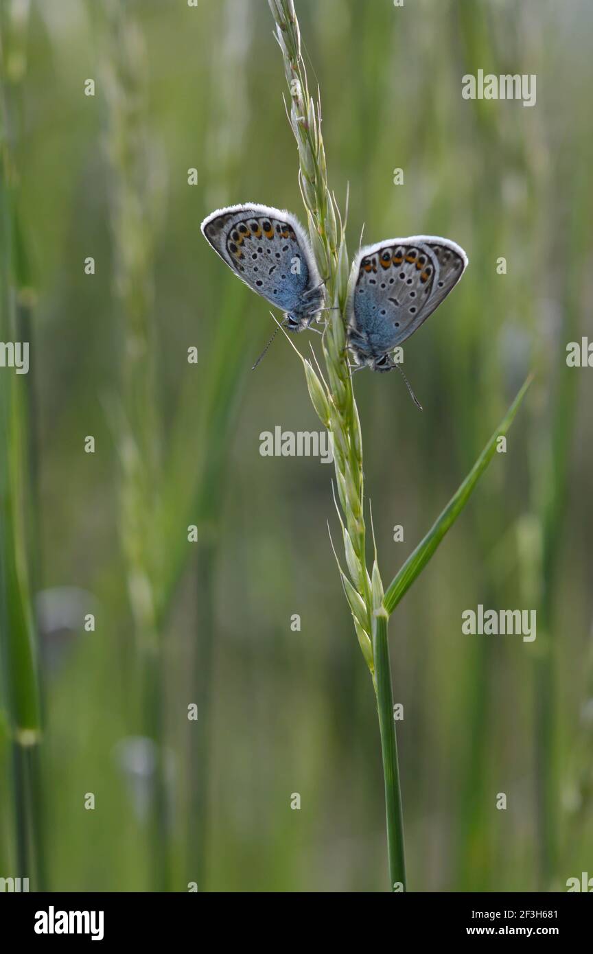 Two common blue butterflies on a plant in nature close up, macro ...