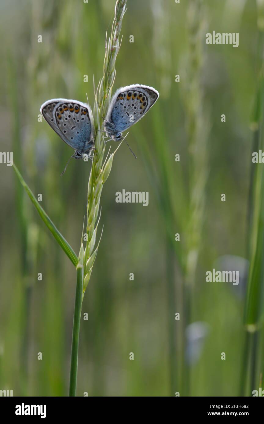 Two common blue butterflies on a plant in nature close up, macro ...