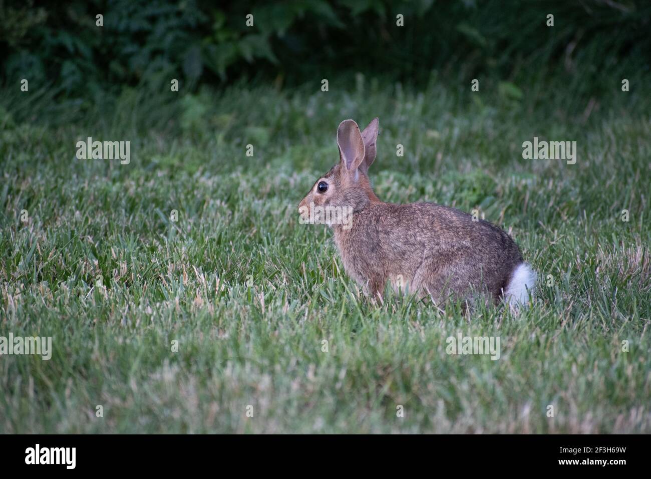 A landscape of rabbit on green grass Stock Photo - Alamy