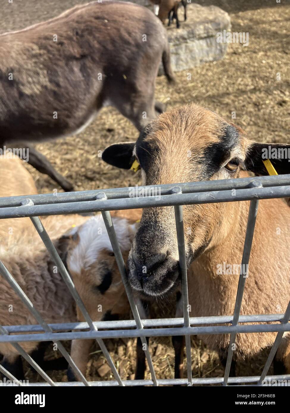 A closeup of a goat behind an iron fence at a farm Stock Photo - Alamy