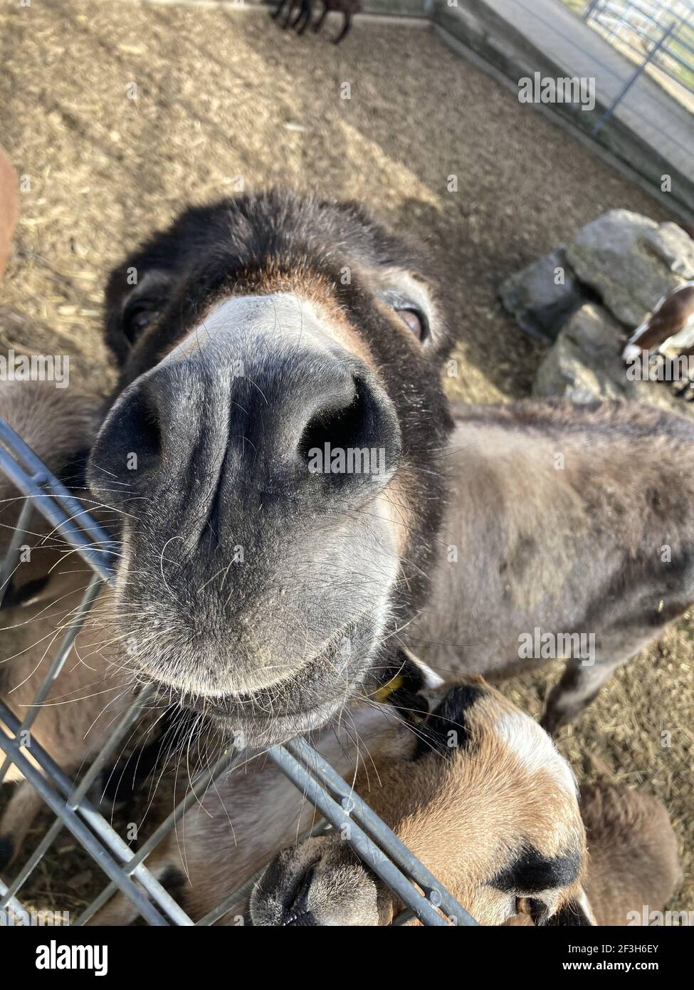 A closeup of the nostrils of a donkey curiously sticking its nose ...