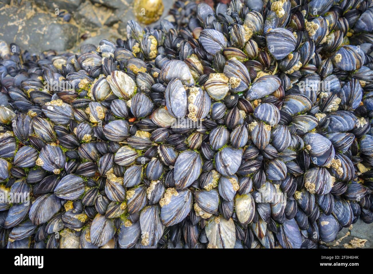 Mussels hanging on a rock. Background wallpaper Stock Photo - Alamy