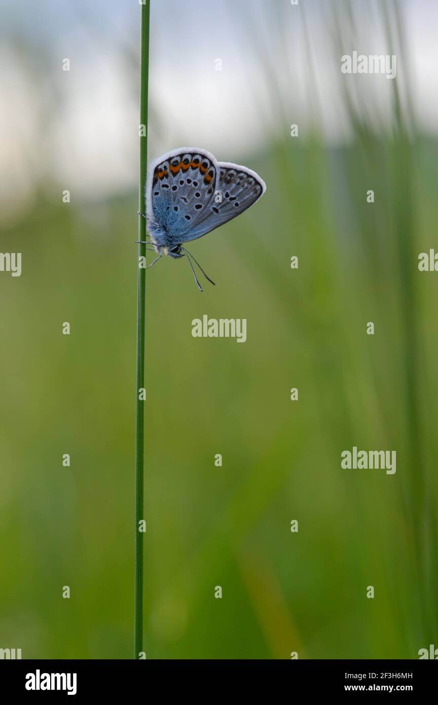 Common Blue small butterfly close up in nature, on a plant closed wings ...