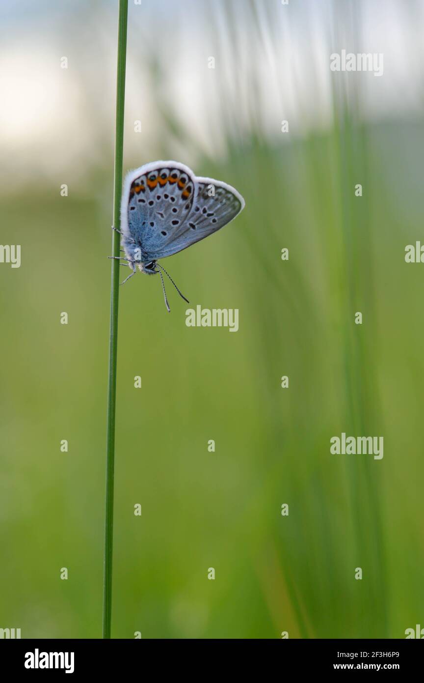 Common Blue small butterfly close up in nature, on a plant closed wings ...