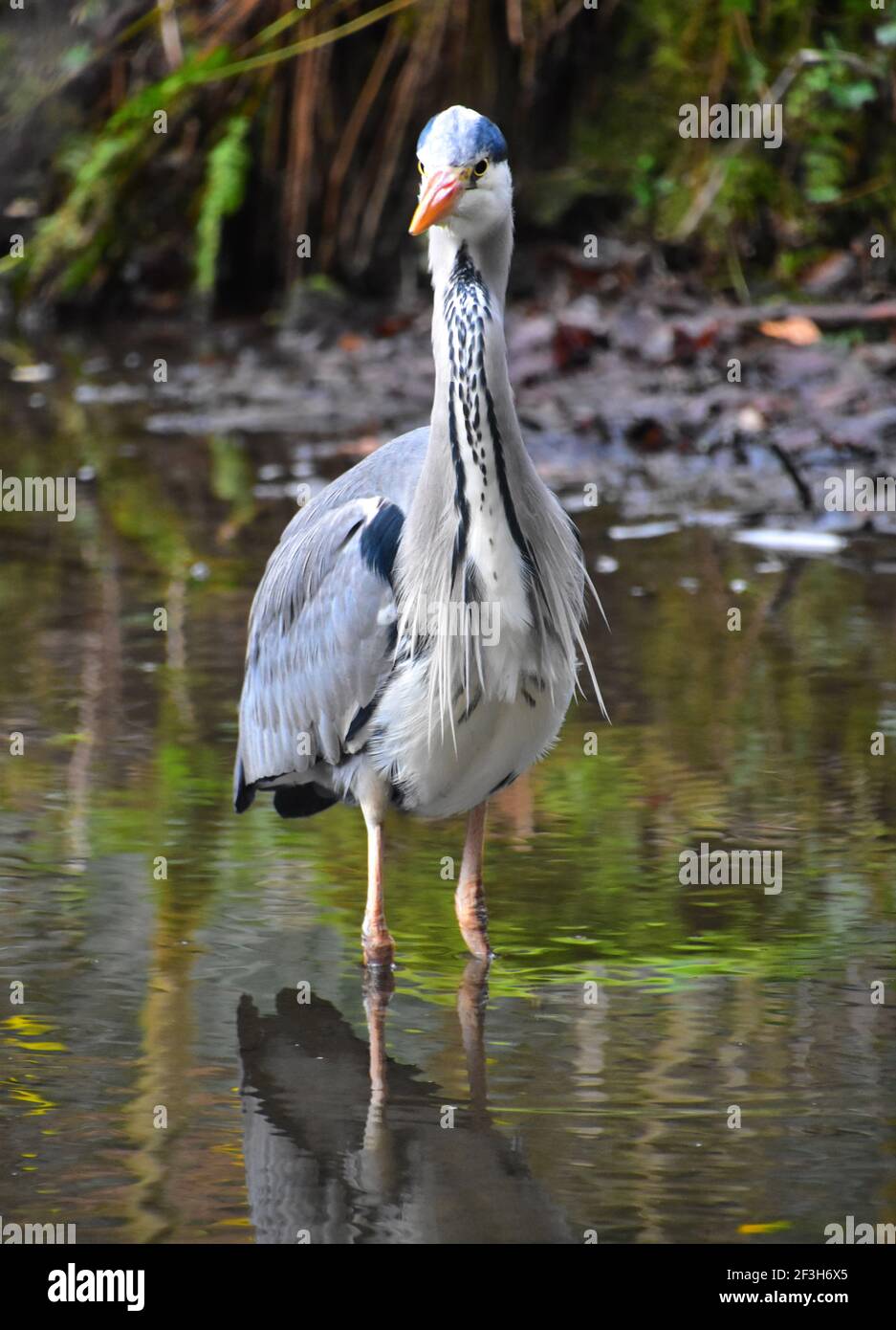 Grey Heron, Nutclough Woods, Hebden Bridge, Calderdale, West Yorkshire ...