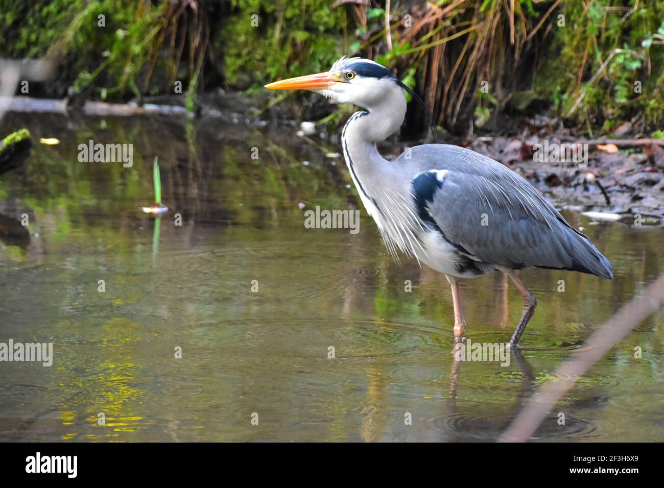 Grey Heron, Nutclough Woods, Hebden Bridge, Calderdale, West Yorkshire ...