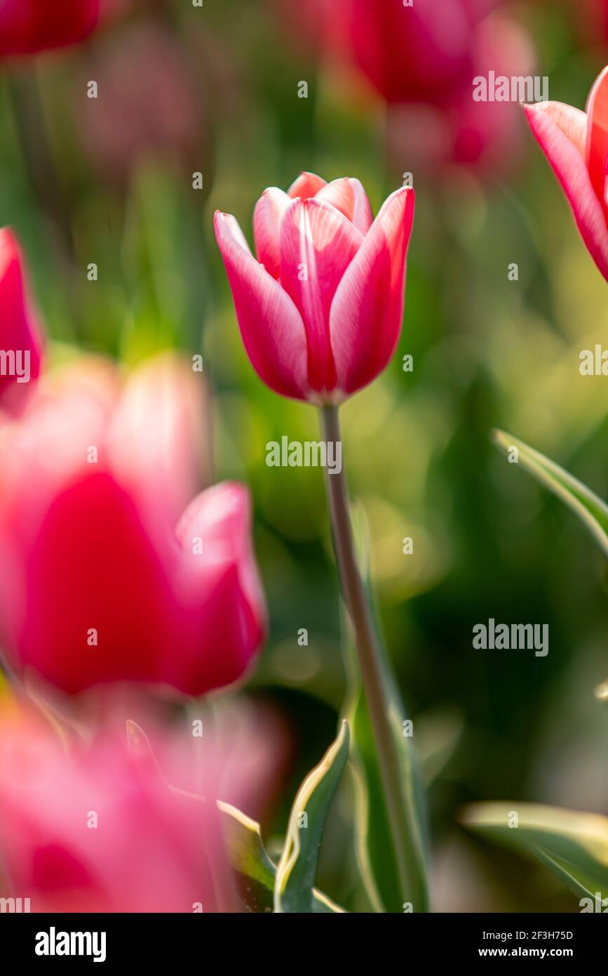 Pink tulips field with the sunlight. Famous beautiful flower bloom in spring day Stock Photo - Alamy