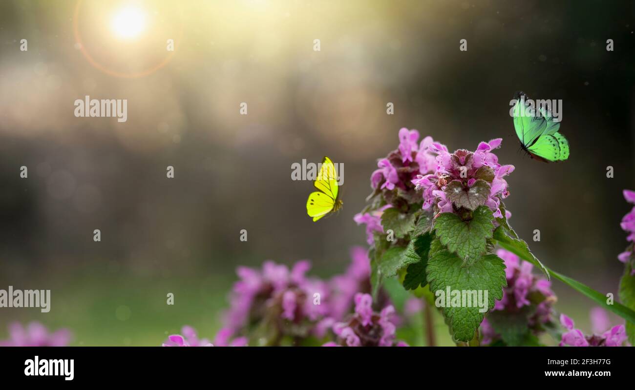 Spring time background. Butterflies flying on the spring flowers Stock ...