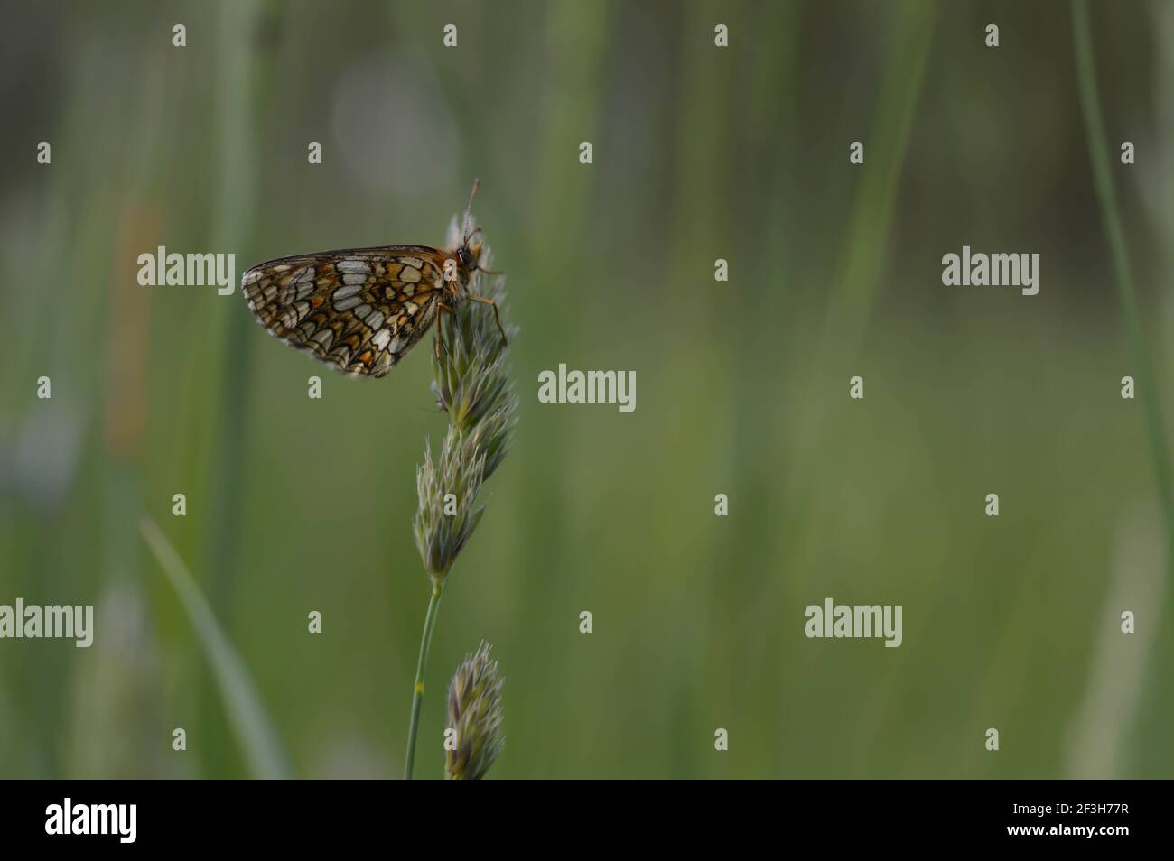 Boloria dia, Weaver's Fritillary butterly macro close up, in nature ...