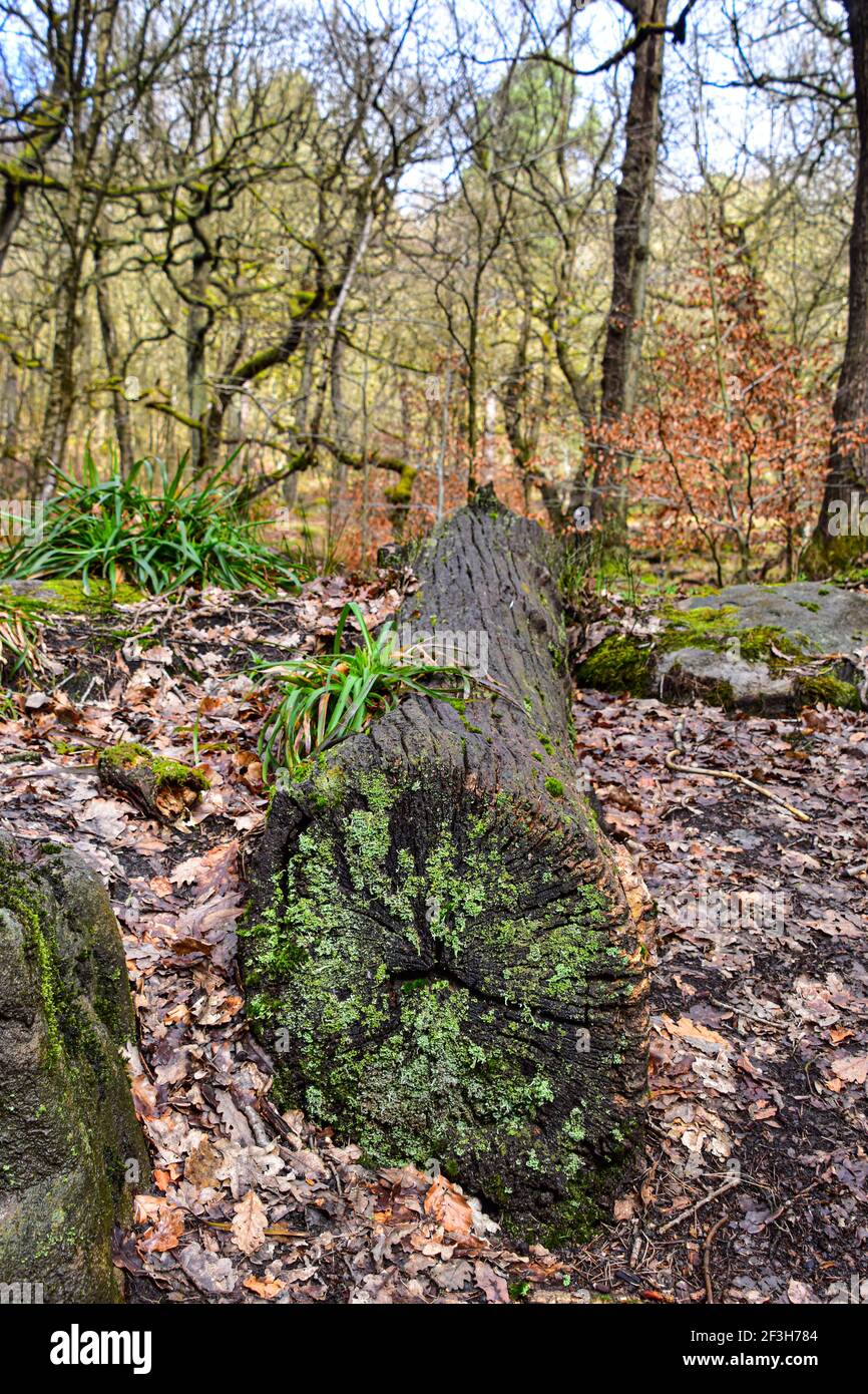 Felled Tree, Hardcastle Crags, National Trust, Hebden Bridge, West ...