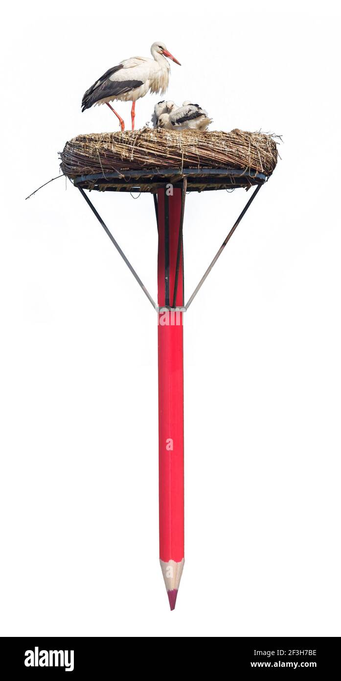 Animal pencil isolated colorful hi-res stock photography and images - Alamy