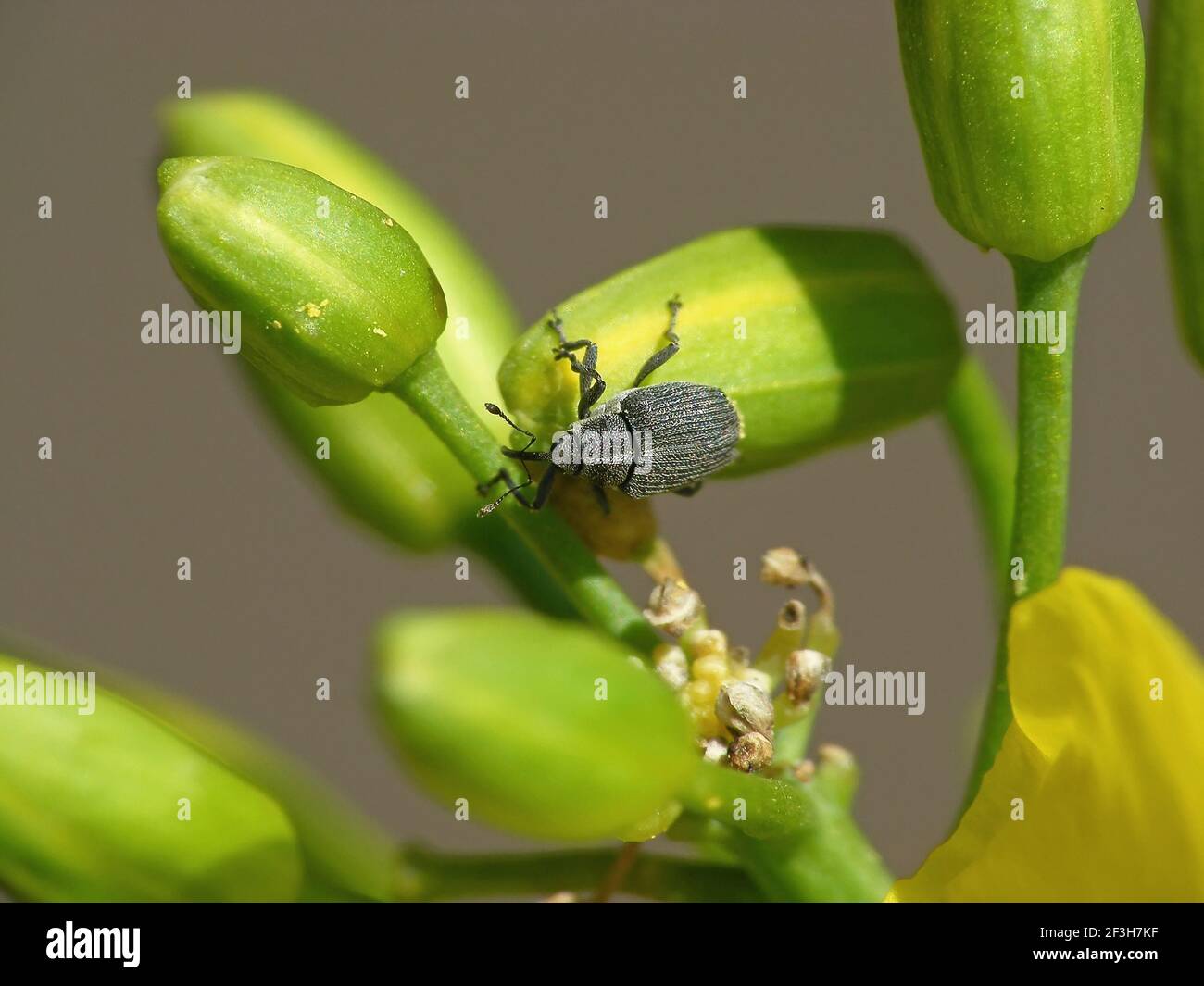 The cabbage seed pod weevil, Ceutorhynchus obstrictus (formerly called ...