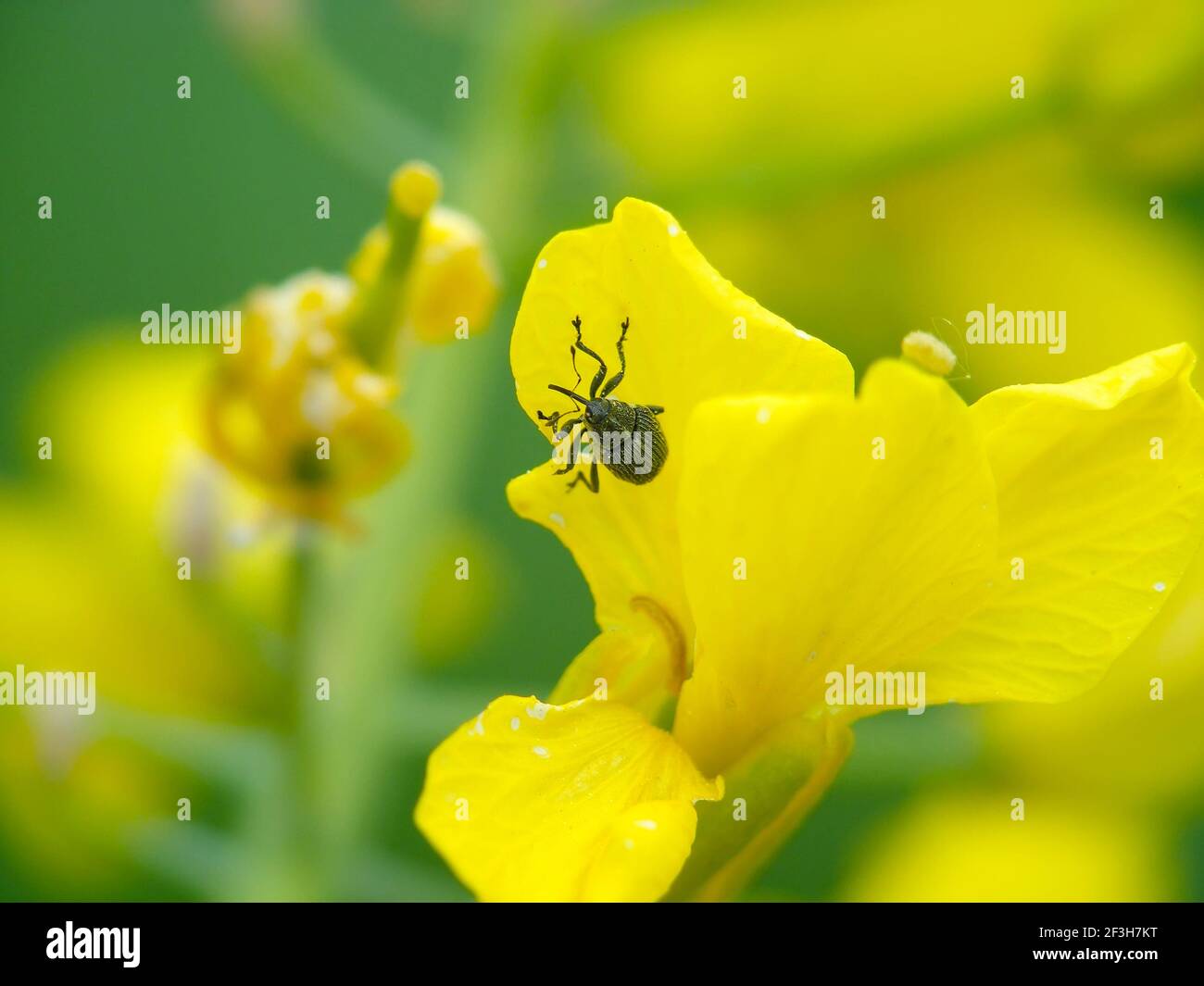 The cabbage seed pod weevil, Ceutorhynchus obstrictus (formerly called ...