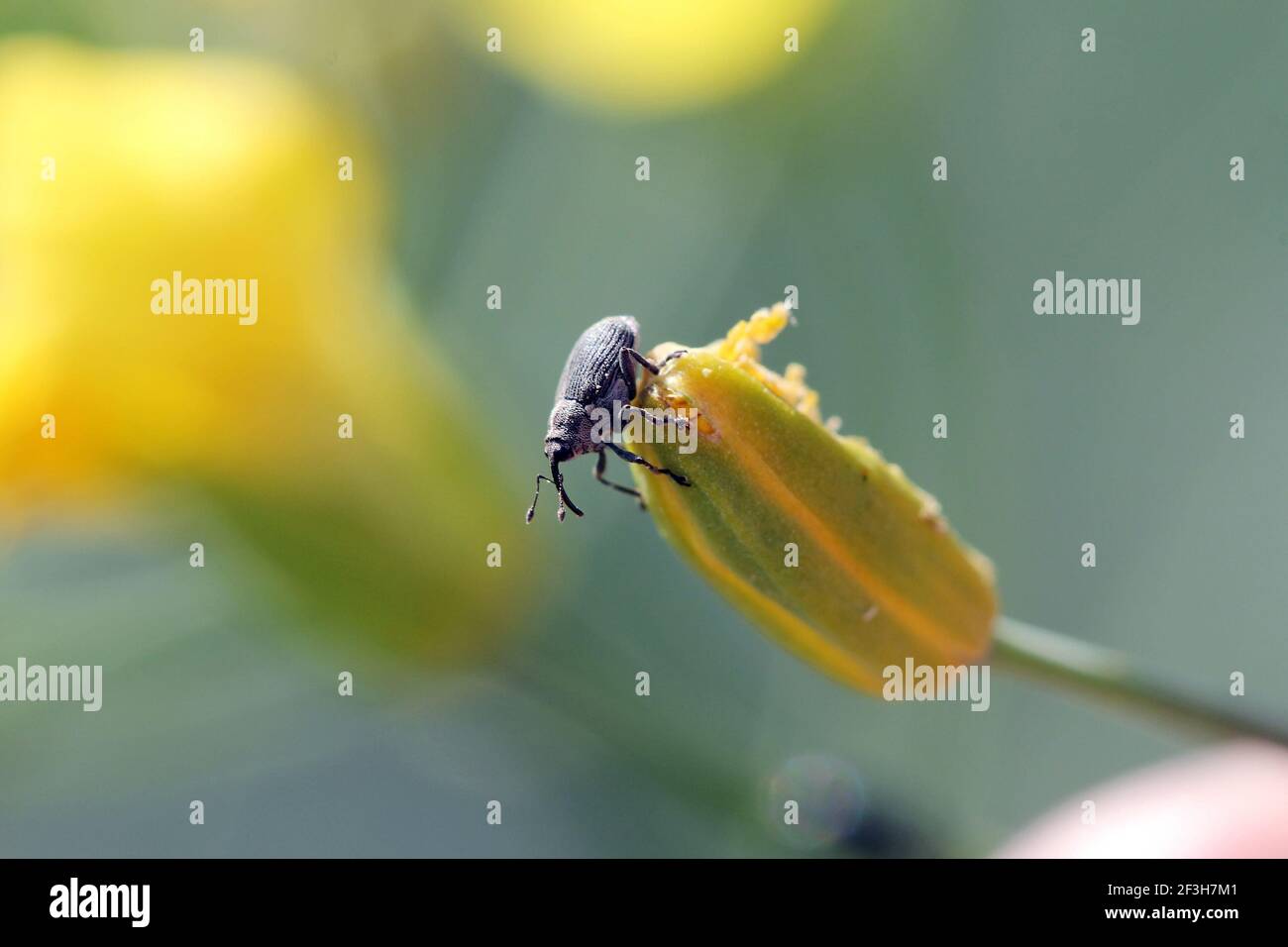 The cabbage seed pod weevil, Ceutorhynchus obstrictus (formerly called ...