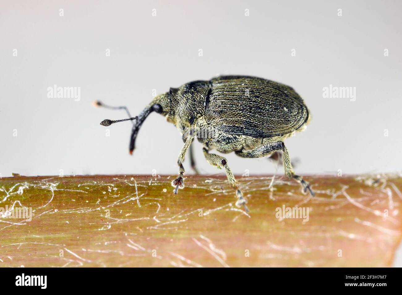The cabbage seed pod weevil, Ceutorhynchus obstrictus (formerly called ...