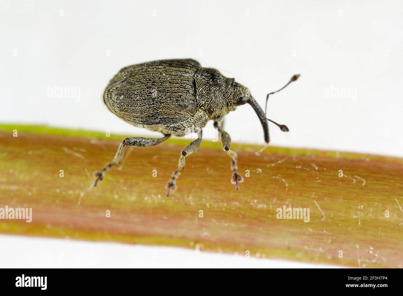 The cabbage seed pod weevil, Ceutorhynchus obstrictus (formerly called ...