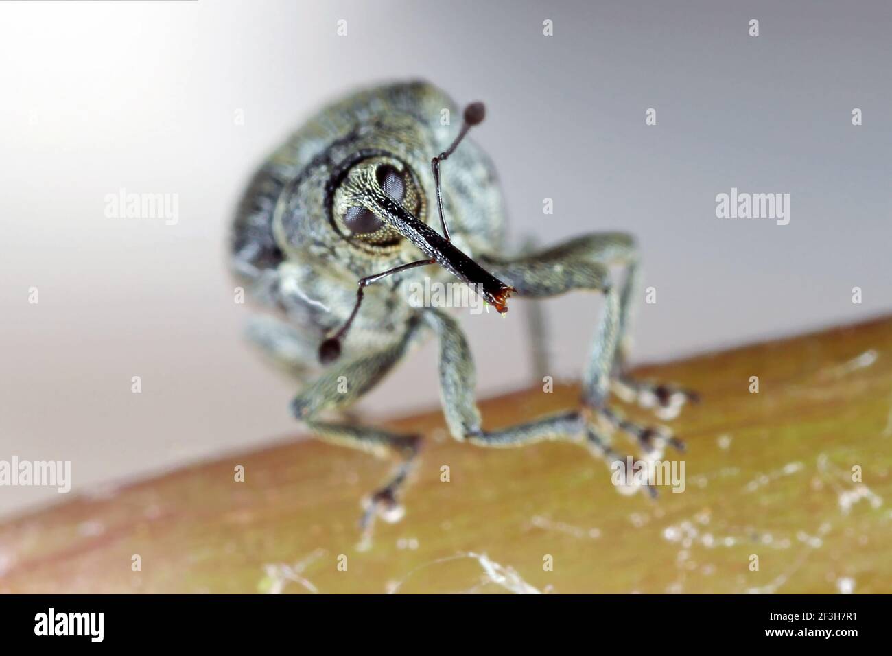 The cabbage seed pod weevil, Ceutorhynchus obstrictus (formerly called ...