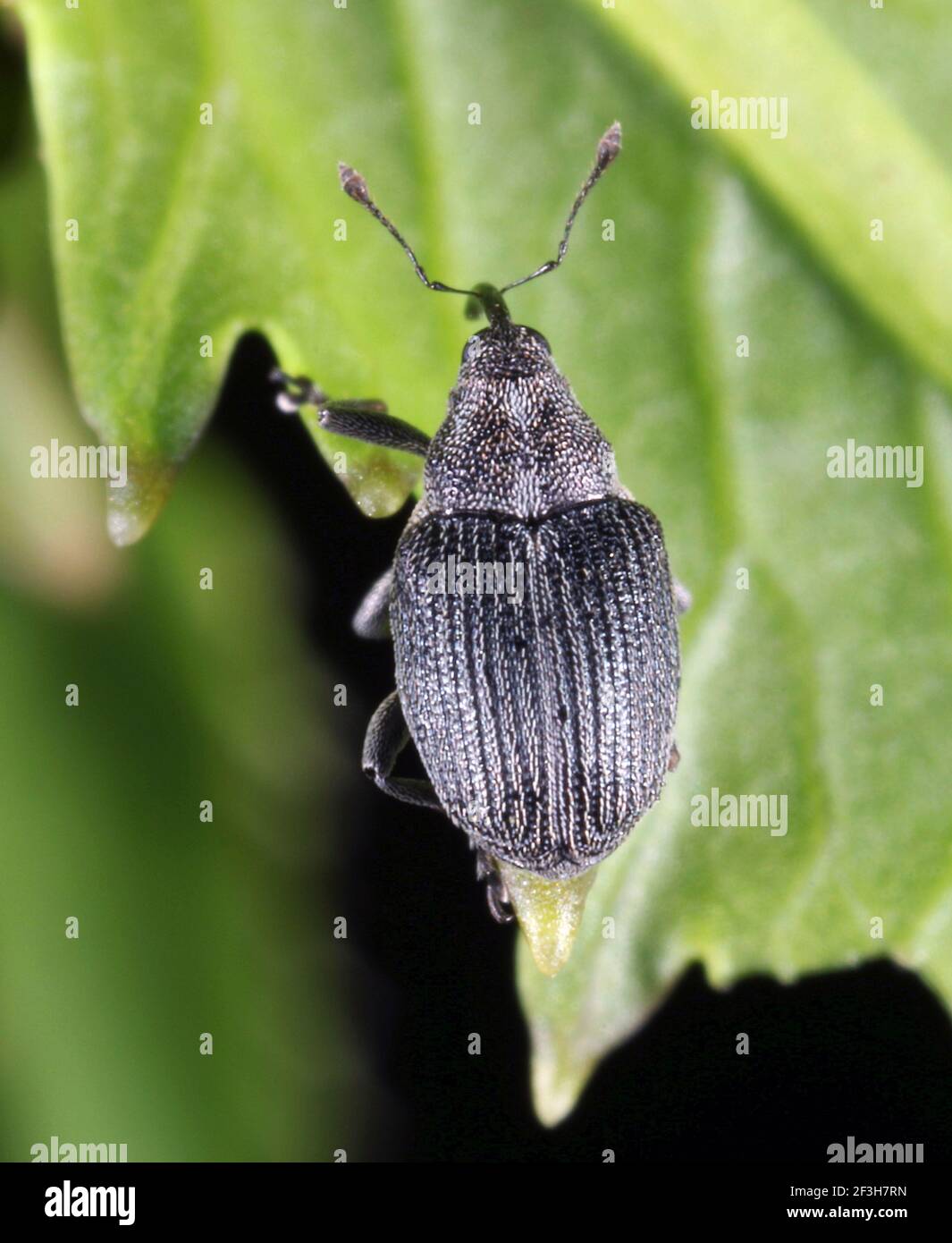 The cabbage seed pod weevil, Ceutorhynchus obstrictus (formerly called ...