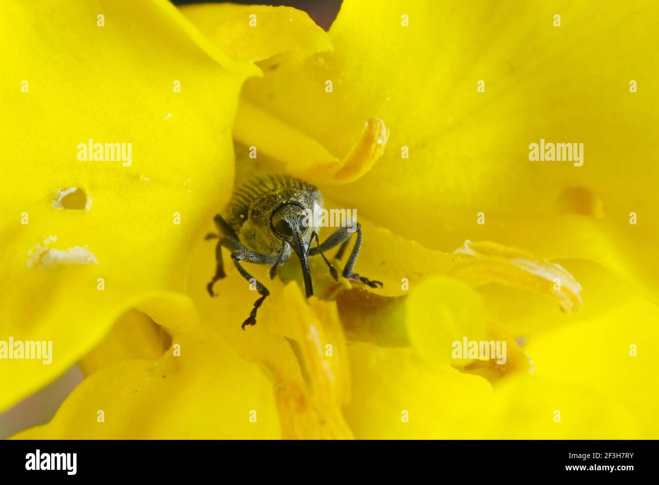 The cabbage seed pod weevil, Ceutorhynchus obstrictus (formerly called ...