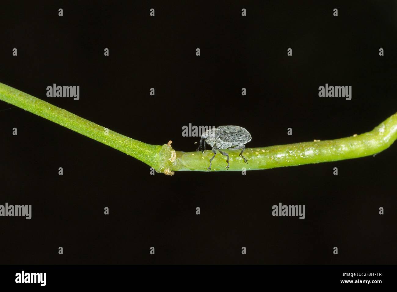 The cabbage seed pod weevil, Ceutorhynchus obstrictus (formerly called ...