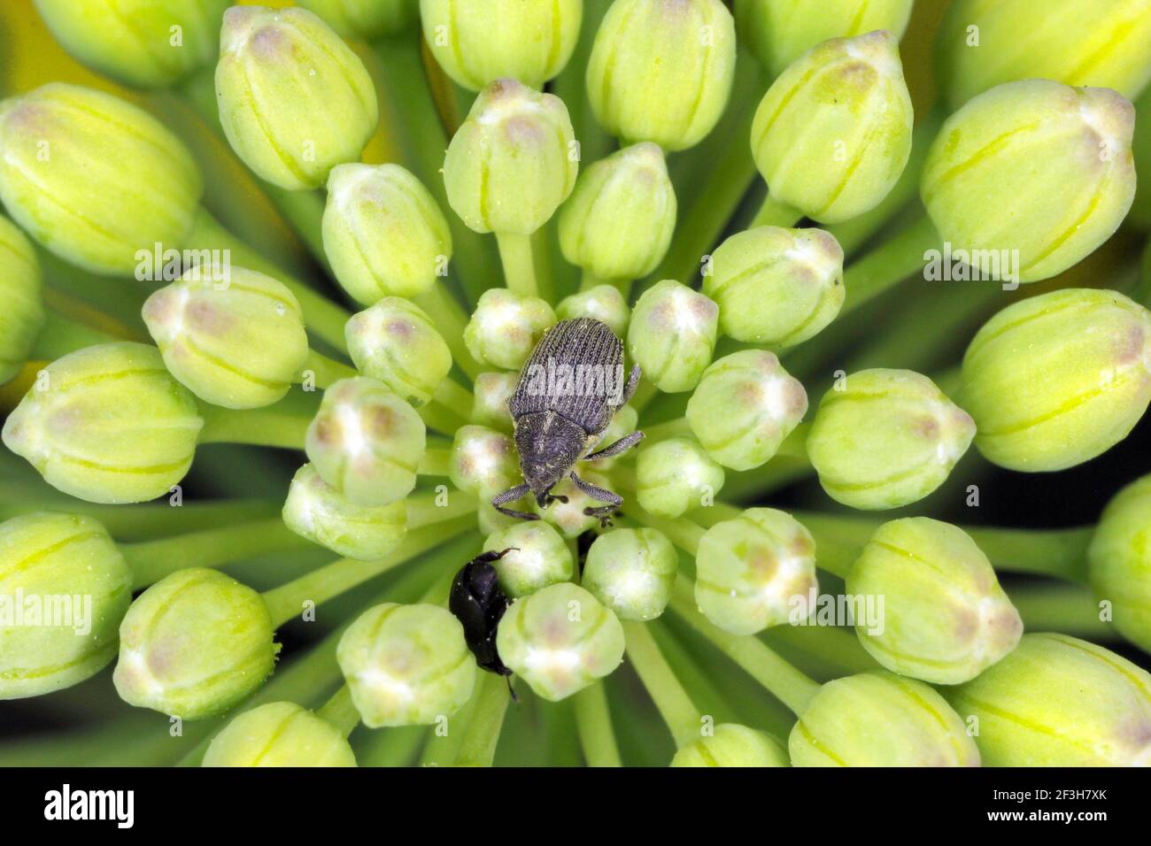 The cabbage seed pod weevil, Ceutorhynchus obstrictus (formerly called ...