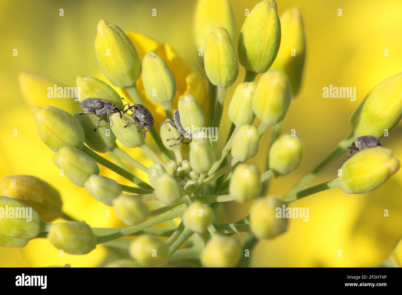 The cabbage seed pod weevil, Ceutorhynchus obstrictus (formerly called ...