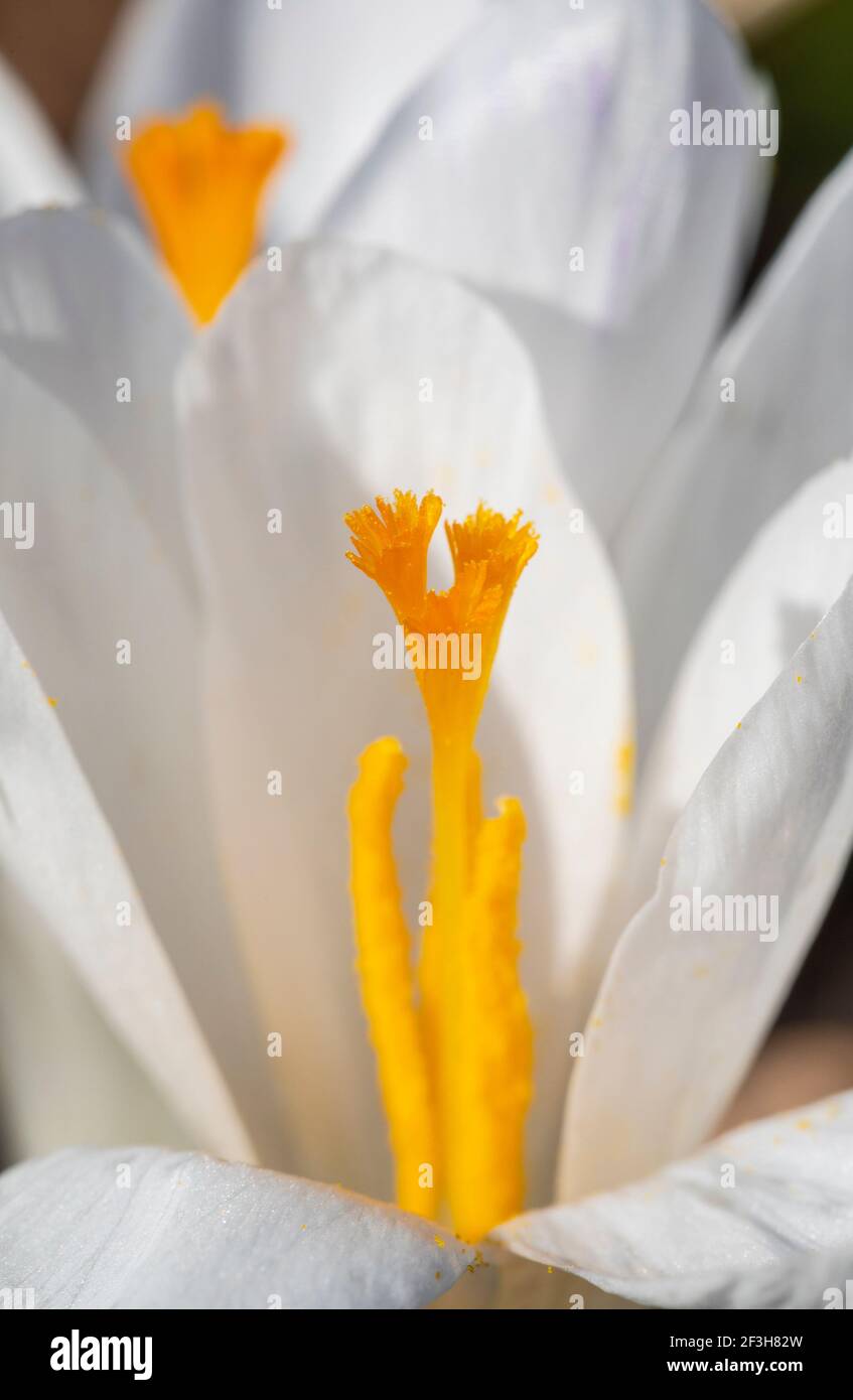 White saffron close up Stock Photo - Alamy