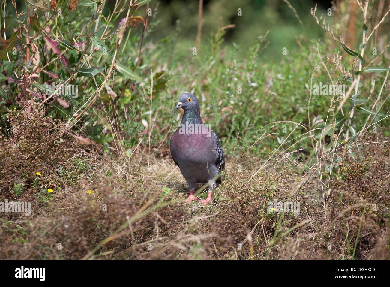 The pigeon, shimmering purple blue plumage, is found in dry and green ...
