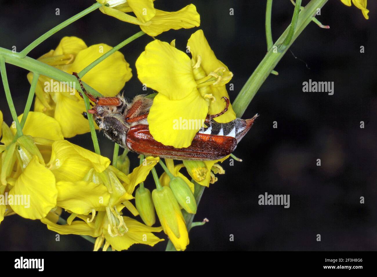 The cockchafer called also May bug or doodlebug is beetle from family ...