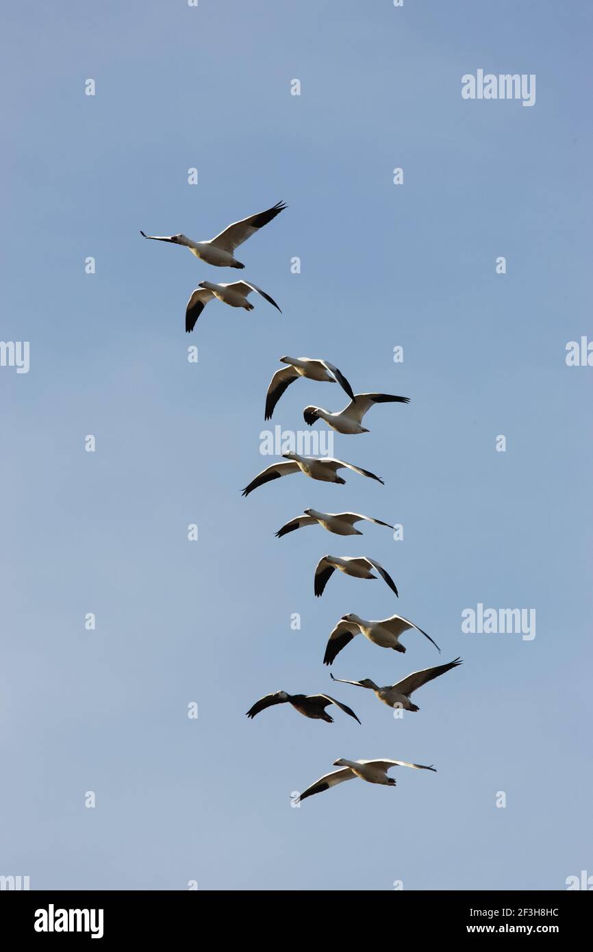 Snow Goose - Flock in flight including one Blue form Anser caerulescens ...