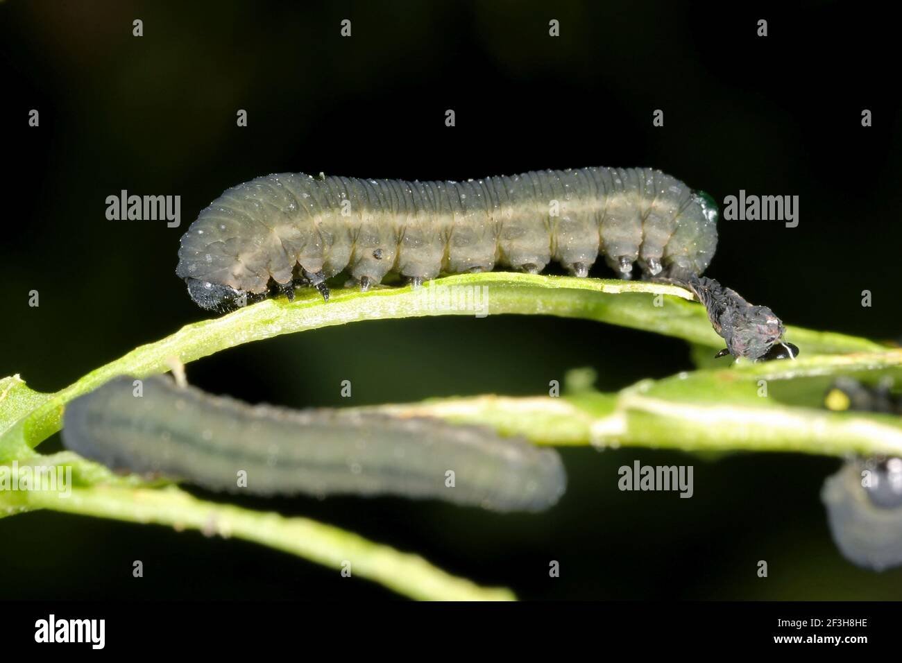 The larva of turnip sawfly (Athalia colibri or rosae) is a sawfly that ...