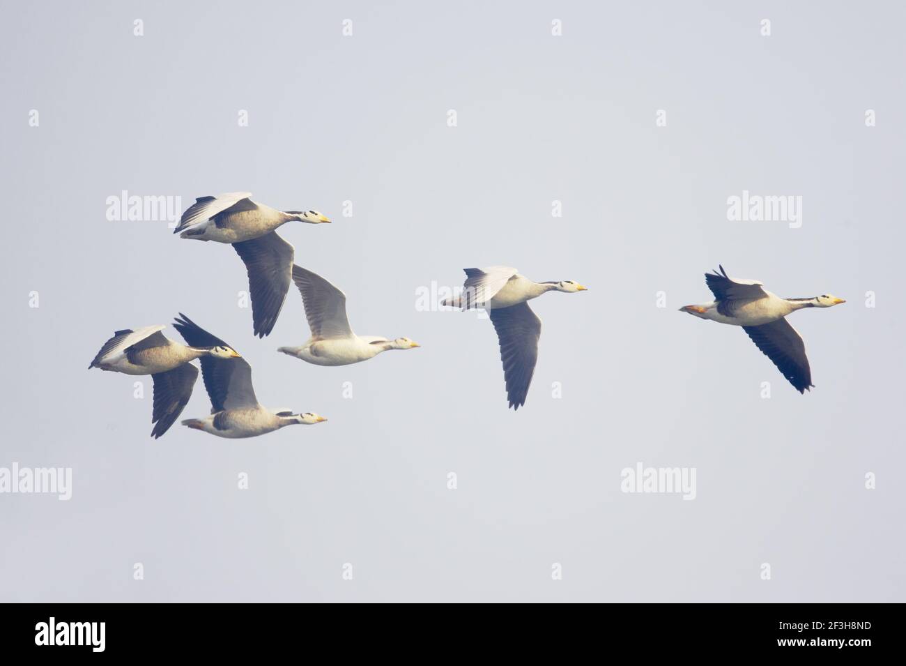 Bar-Headed Goose - Flock in flight Anser indicus Keoladeo Ghana ...