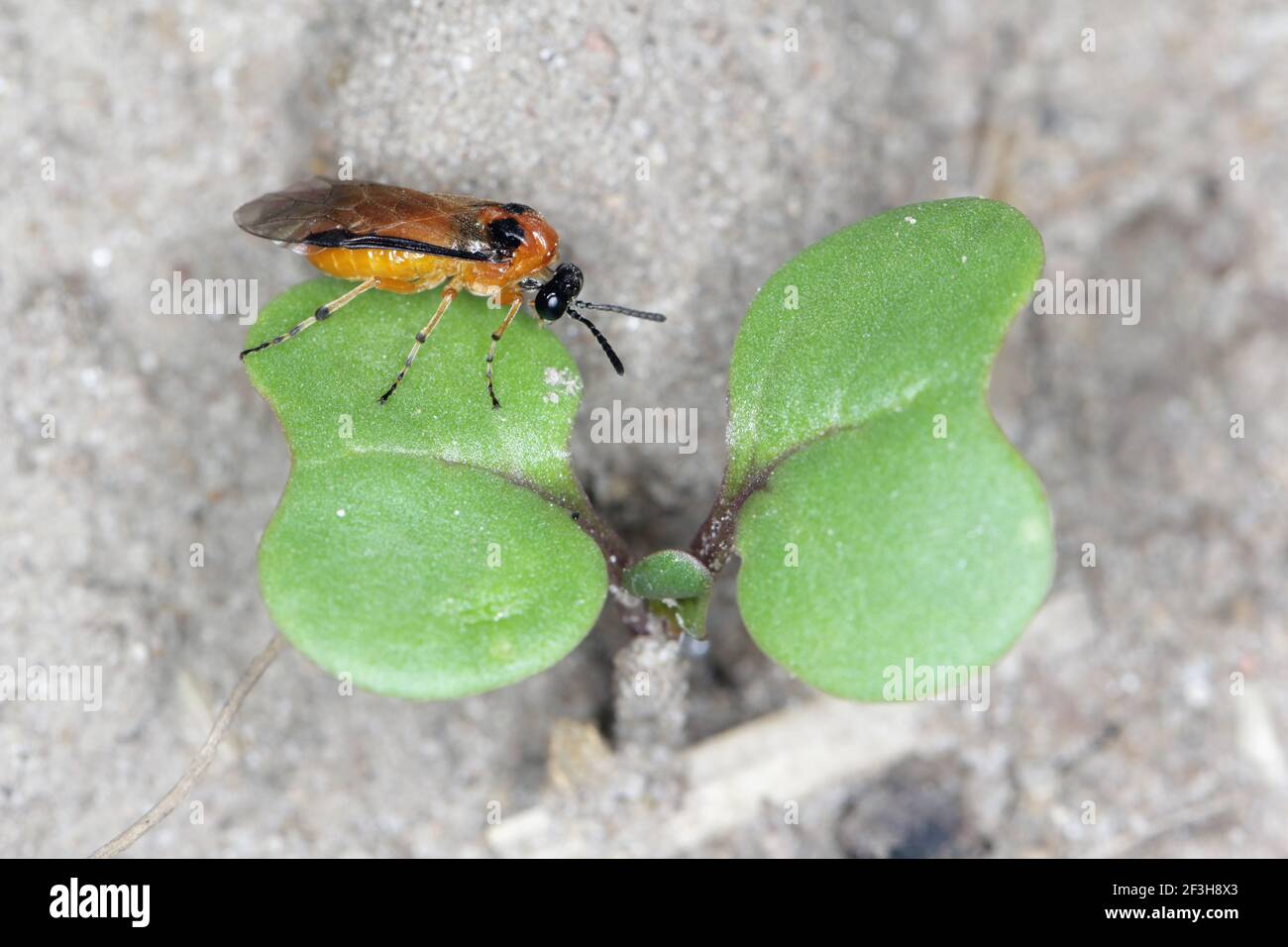 Turnip sawfly (Athalia colibri or rosae) on a rapeseed plant. Pests of ...