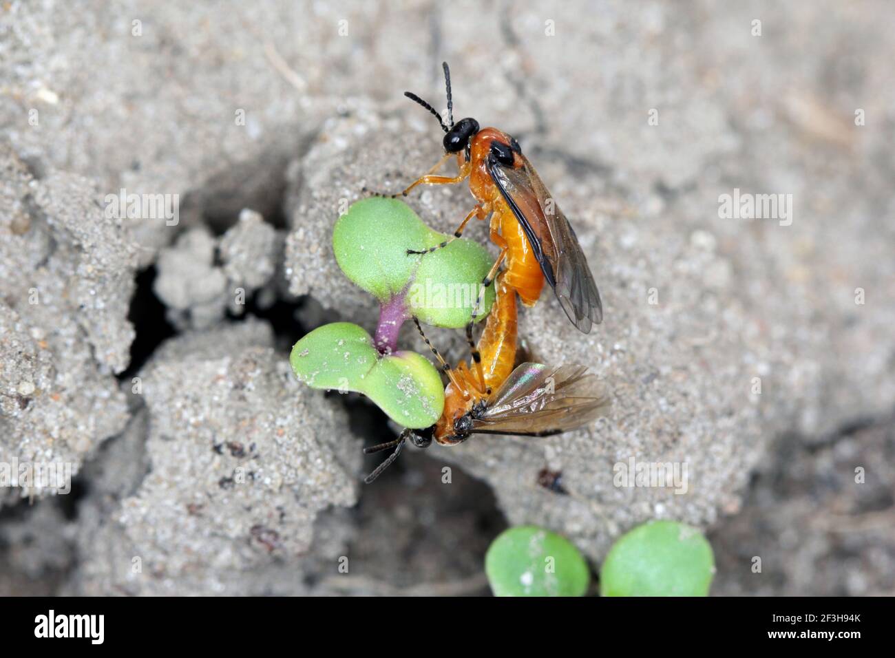 Turnip sawfly (Athalia colibri or rosae) on a rapeseed plant. Pests of ...
