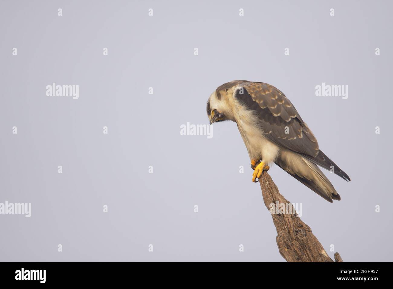 Black Shouldered Kite - Ejecting food pelletElanus caeruleus Keoladeo ...