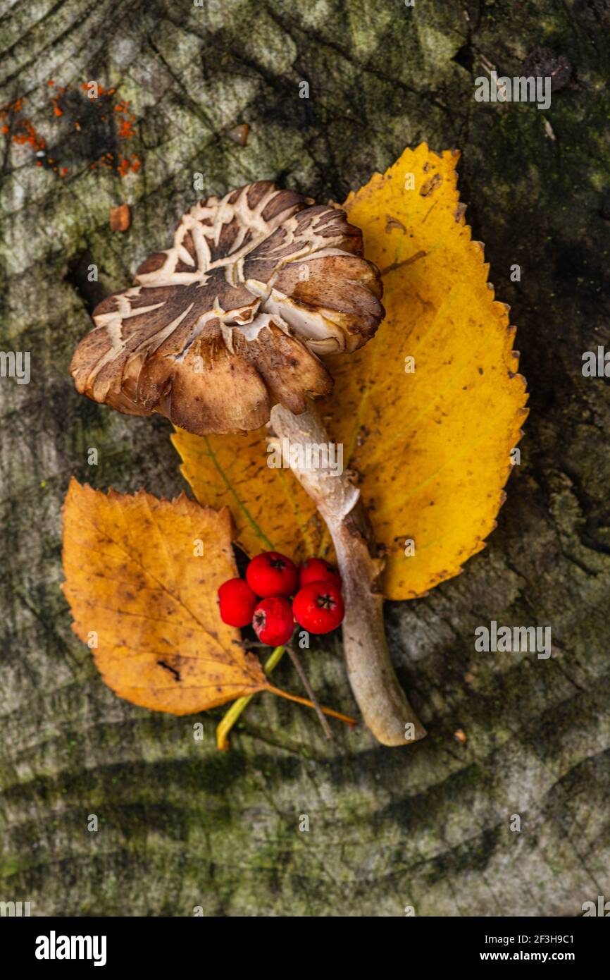 Collage made up of Leaves, Fungi and Berries on an old tree stump Stock ...