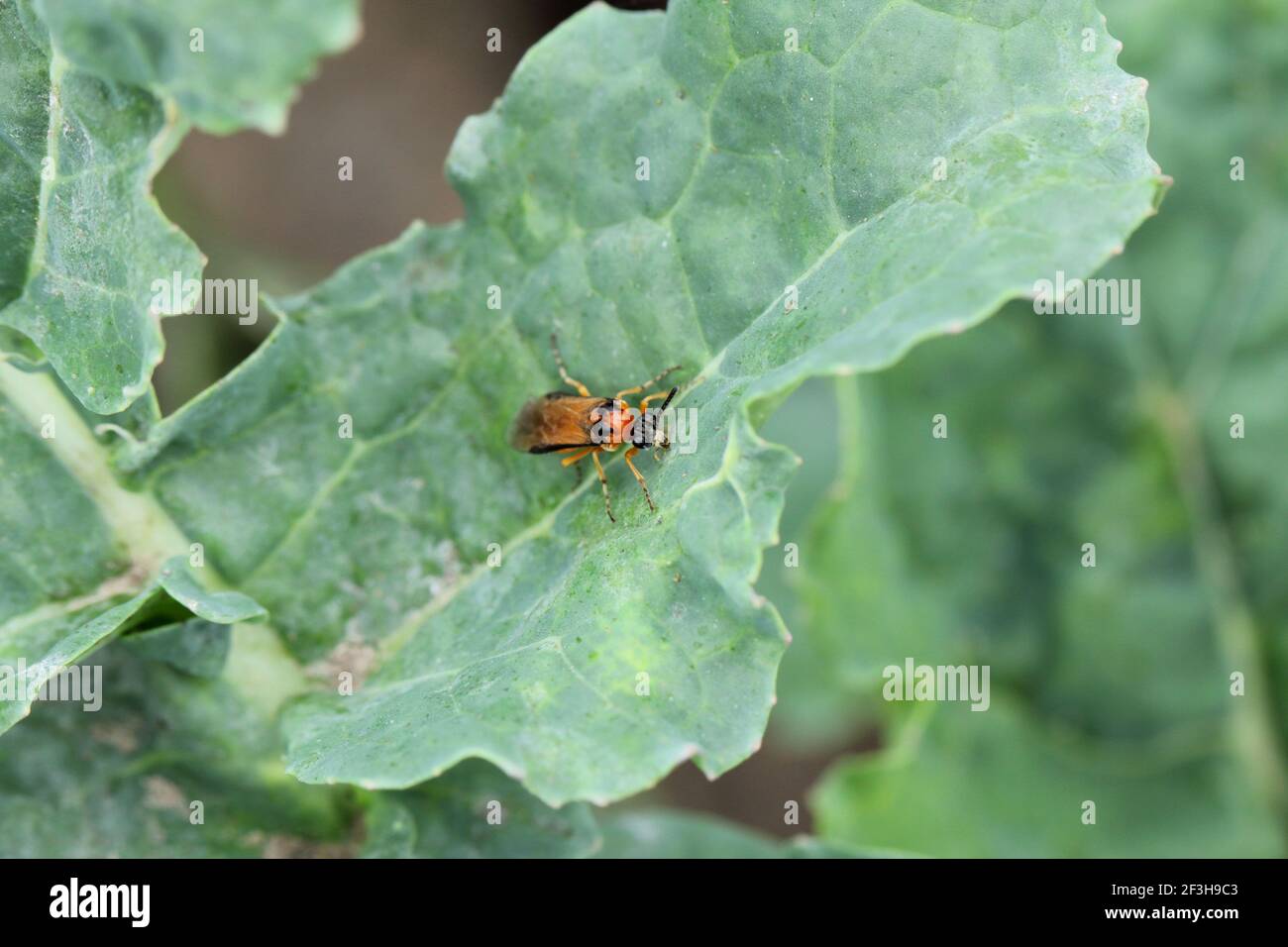 Turnip sawfly (Athalia colibri or rosae) on a rapeseed plant. Pests of ...