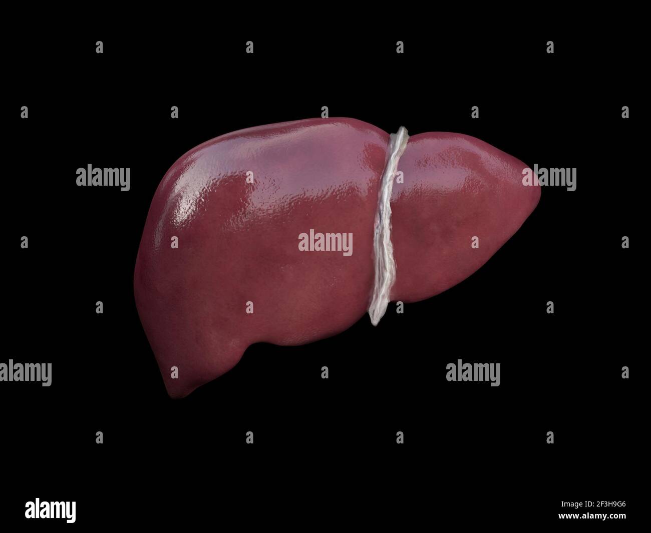 Real Healthy Human Liver