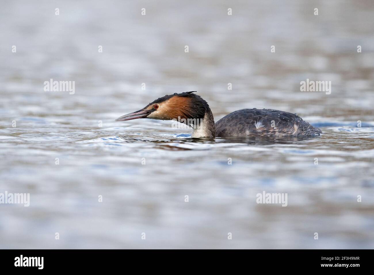 Great Crested Grebe (Podiceps cristatus) aggressive display Stock Photo ...