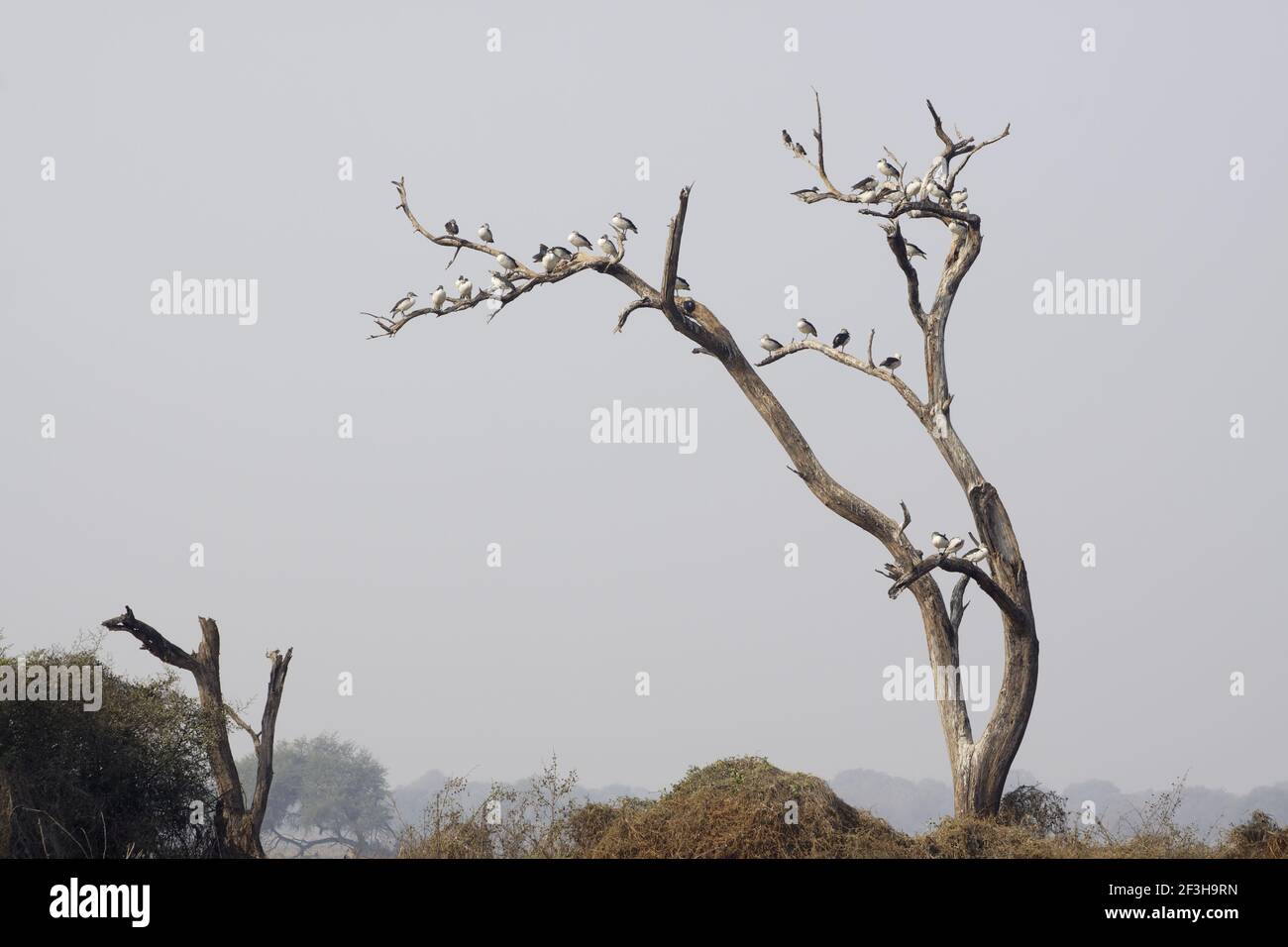 Comb Duck- Roosting in dead tree Sarkidiornis melanotos Keoladeo Ghana ...