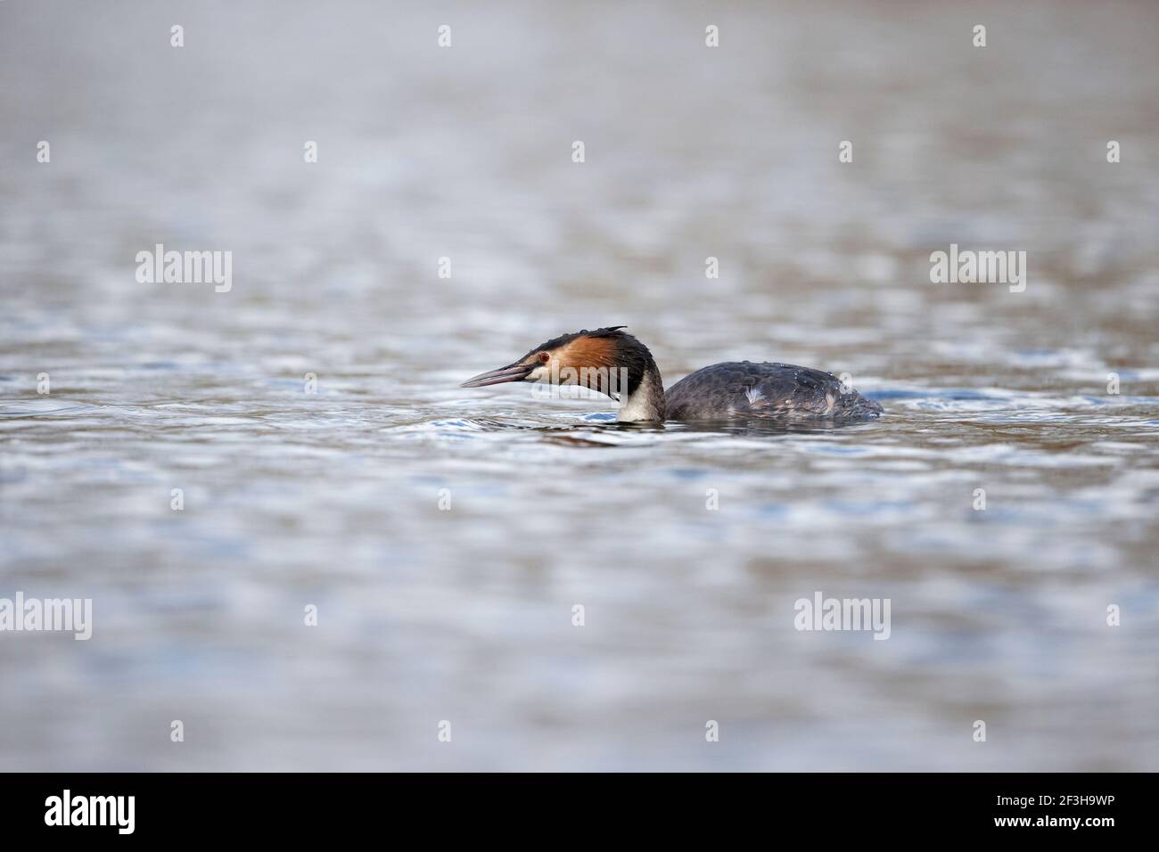 Aggressive displays hi-res stock photography and images - Alamy