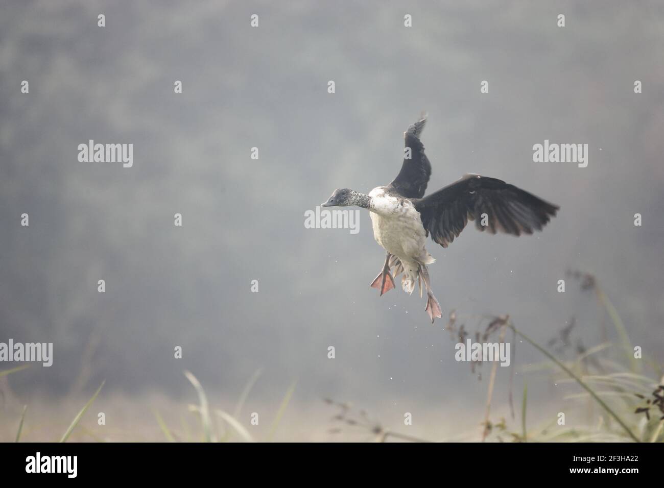 Comb Duck- Coming in to land Sarkidiornis melanotos Keoladeo Ghana ...